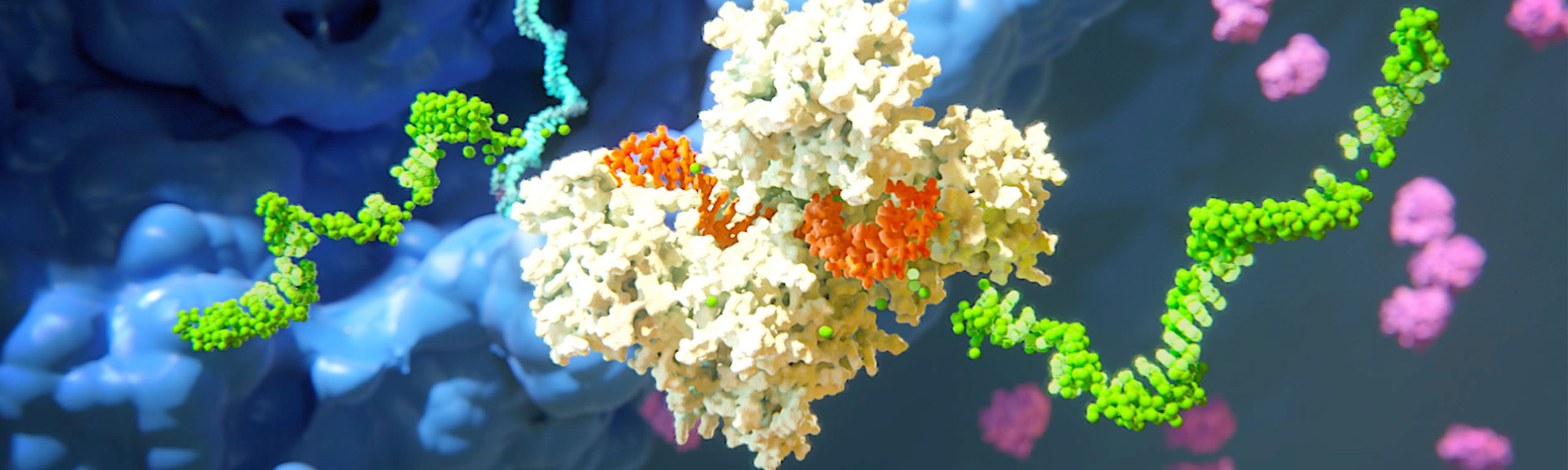 RNAi Therapeutics | How RNA Interference Works | Alnylam® Pharmaceuticals
